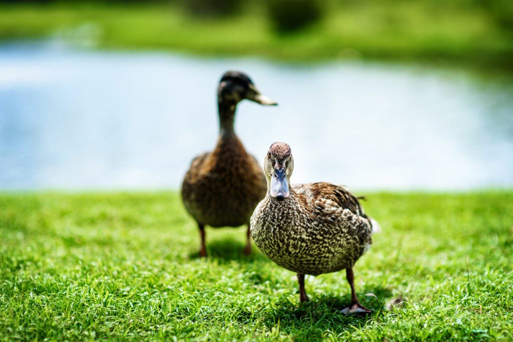 4 Tips to Prepare Your Green Space for Winter - Landscape Architecture firm